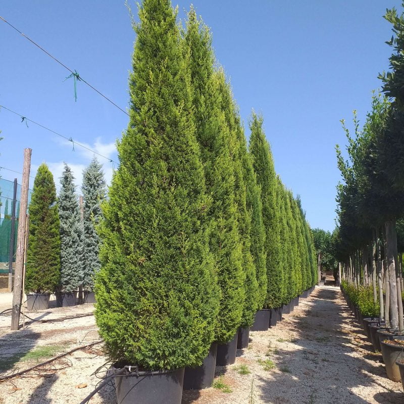 Buy Conifers and Pines Spain | ifplants