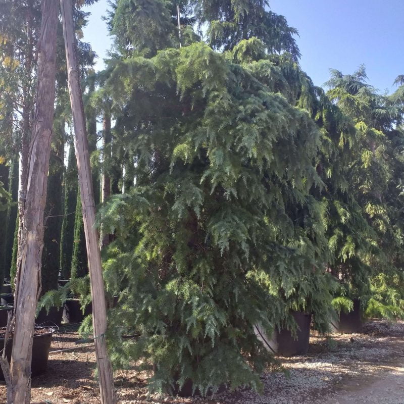 Buy Conifers and Pines Spain | ifplants