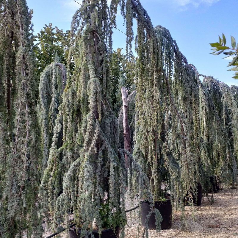 Buy Conifers and Pines Spain | ifplants