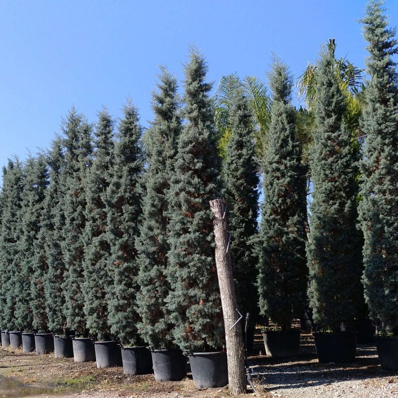 Buy Conifers and Pines Spain | ifplants