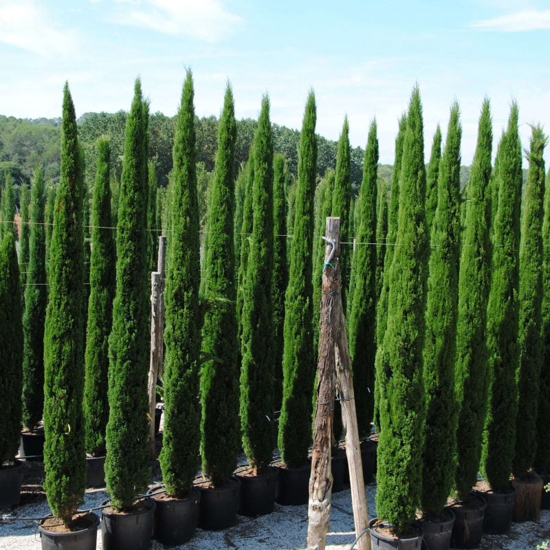 Buy Conifers and Pines Spain | ifplants