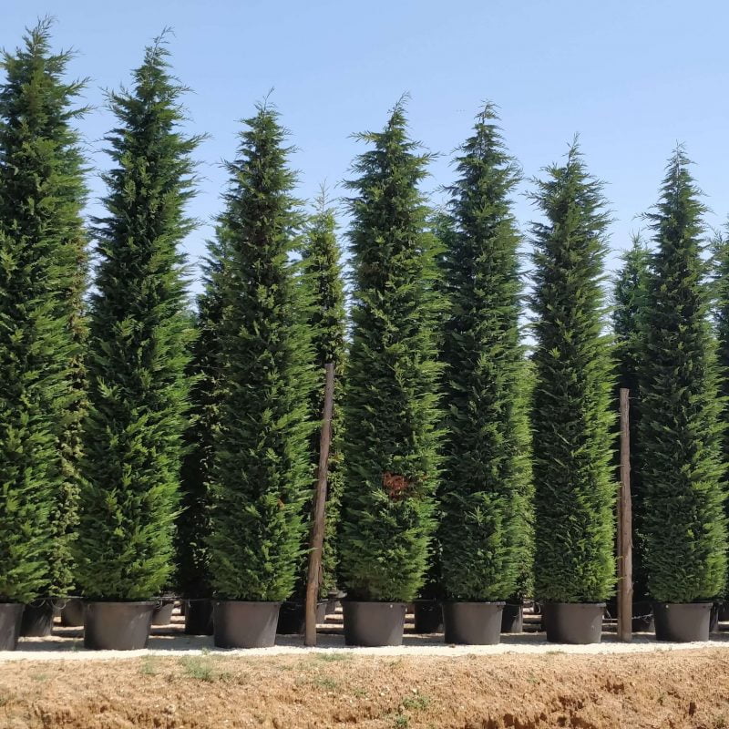 Buy Conifers and Pines Spain | ifplants