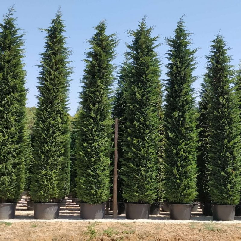 Buy Conifers and Pines Spain | ifplants
