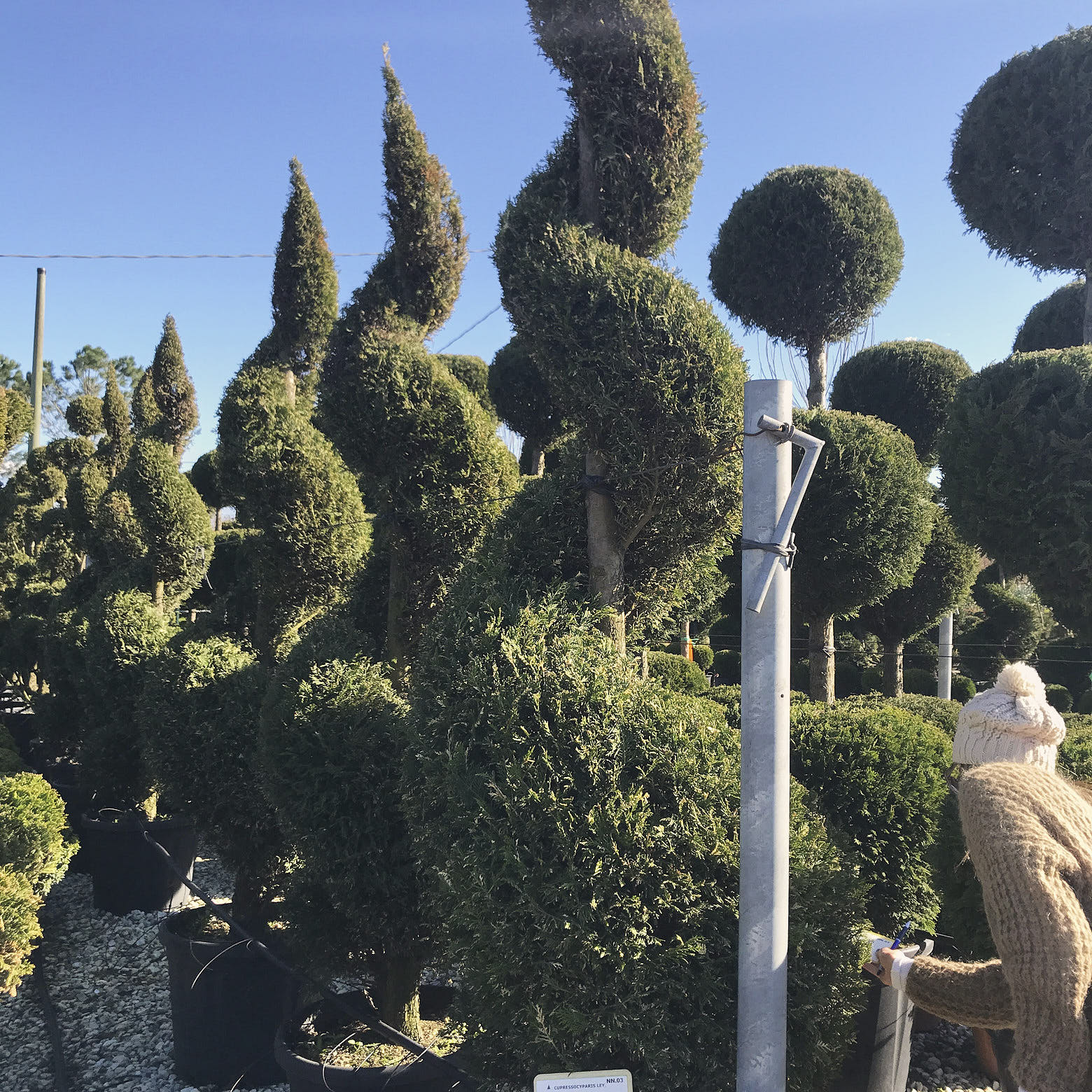 Buy Topiary - Pruned Plants Spain | ifplants
