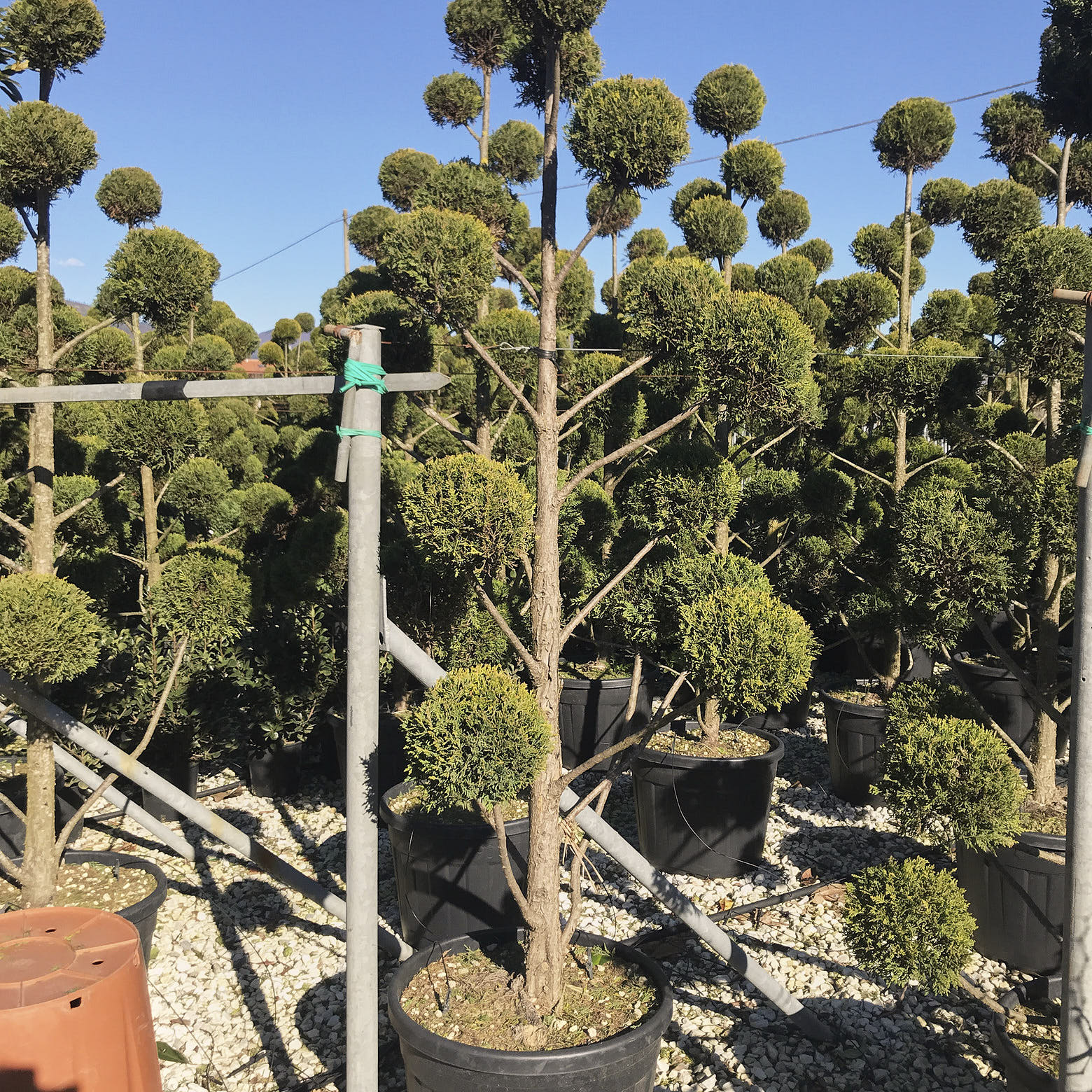 Buy Topiary - Pruned Plants Spain | ifplants