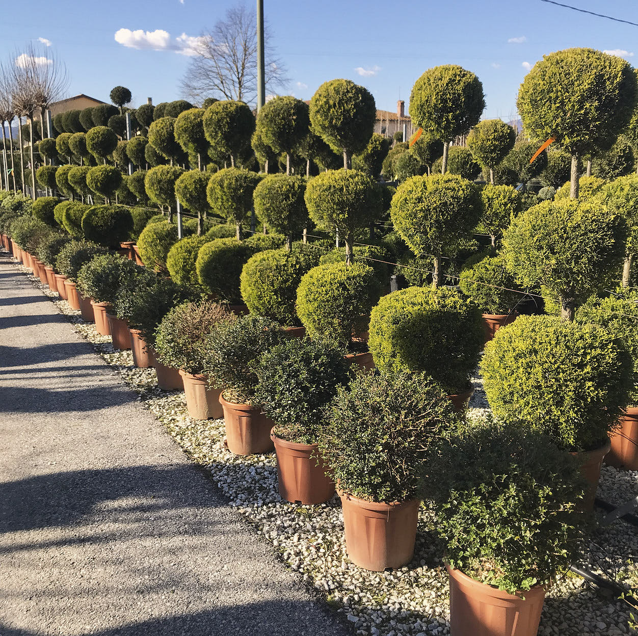 Buy Topiary - Pruned Plants Spain | ifplants