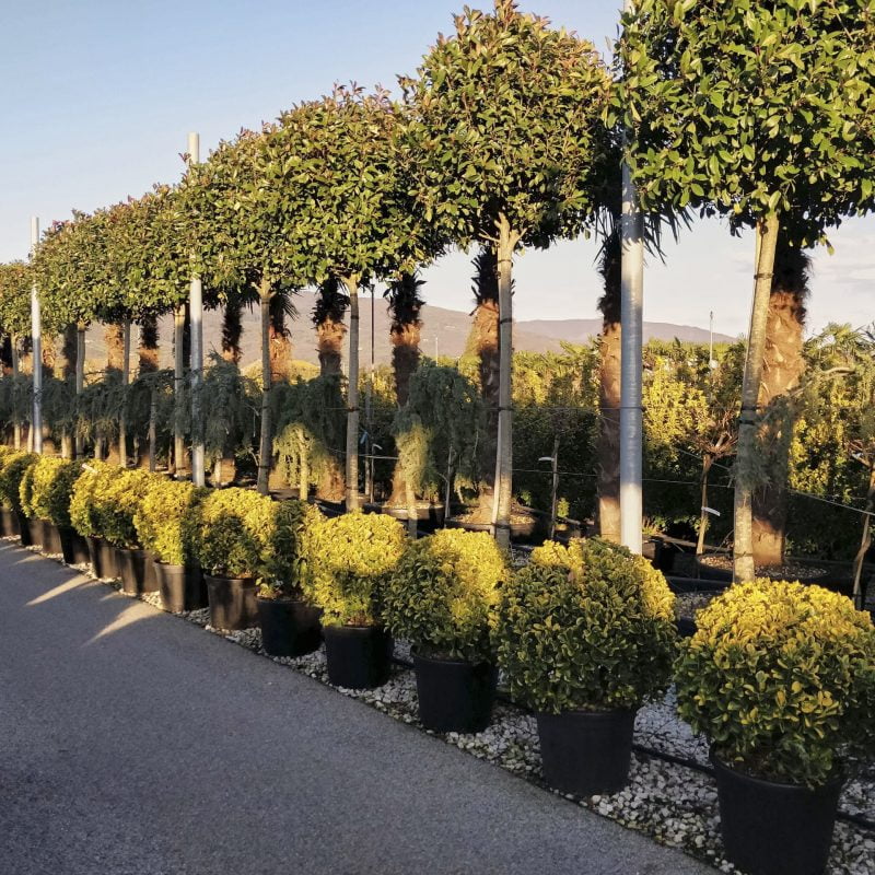 Buy Topiary - Pruned Plants Spain | ifplants