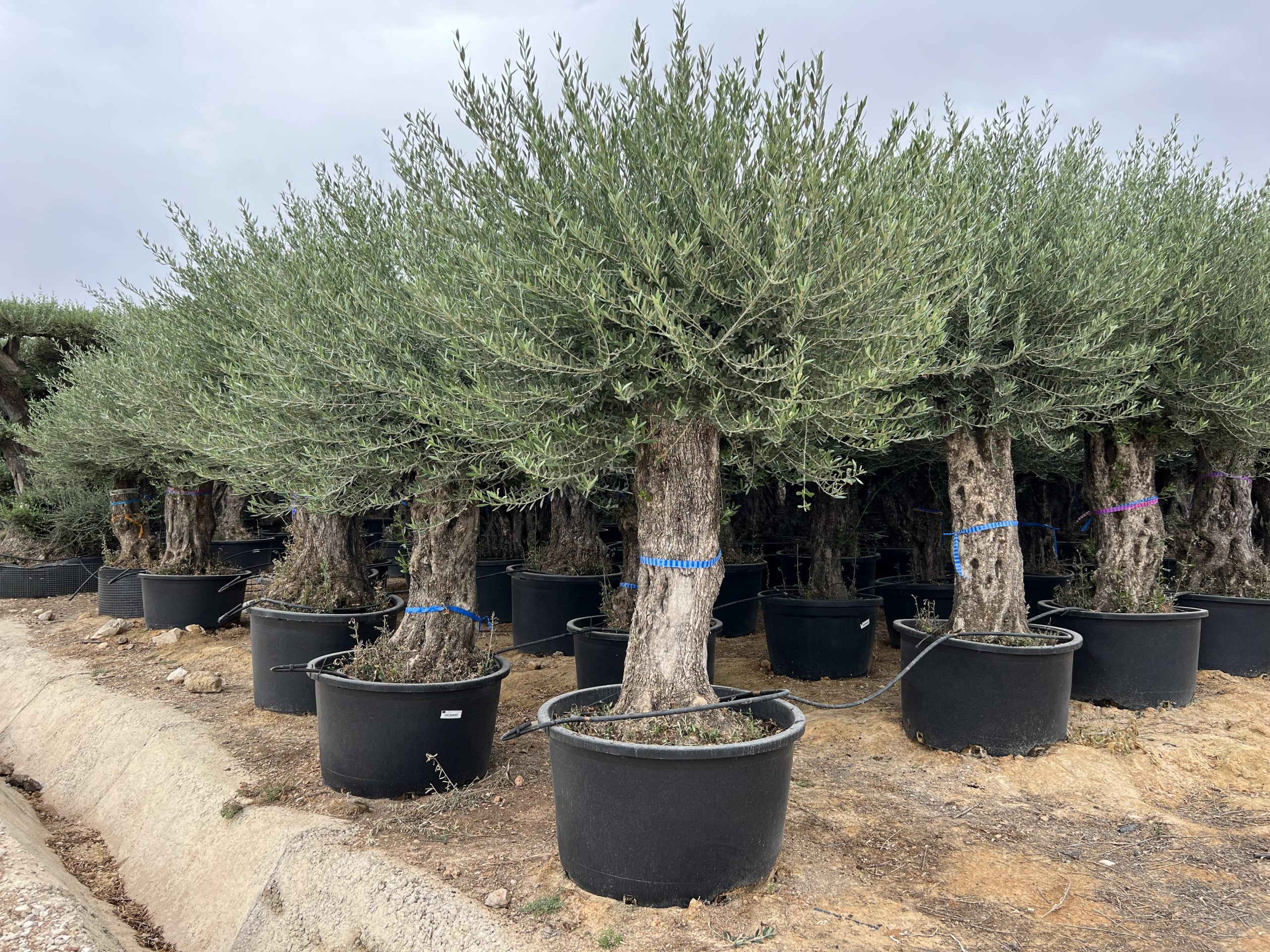 Purchase Olive trees Spain - Nursery / Wholesaler | ifplants