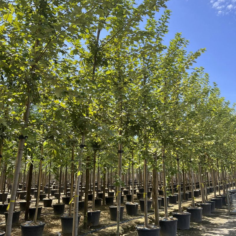 Buy Stem Trees Spain | ifplants
