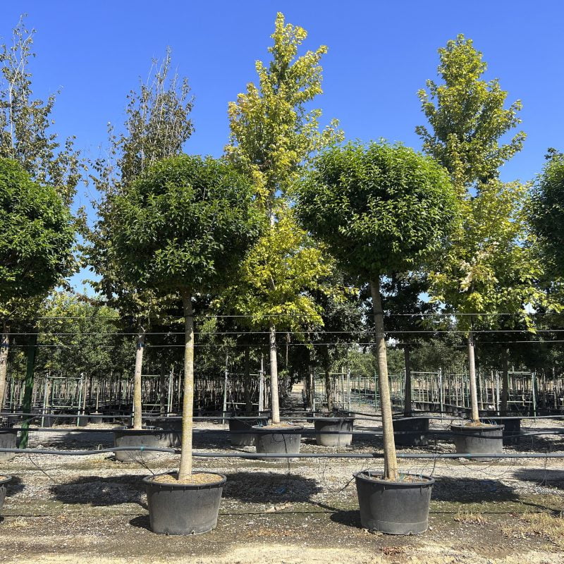 Buy Stem Trees Spain | ifplants