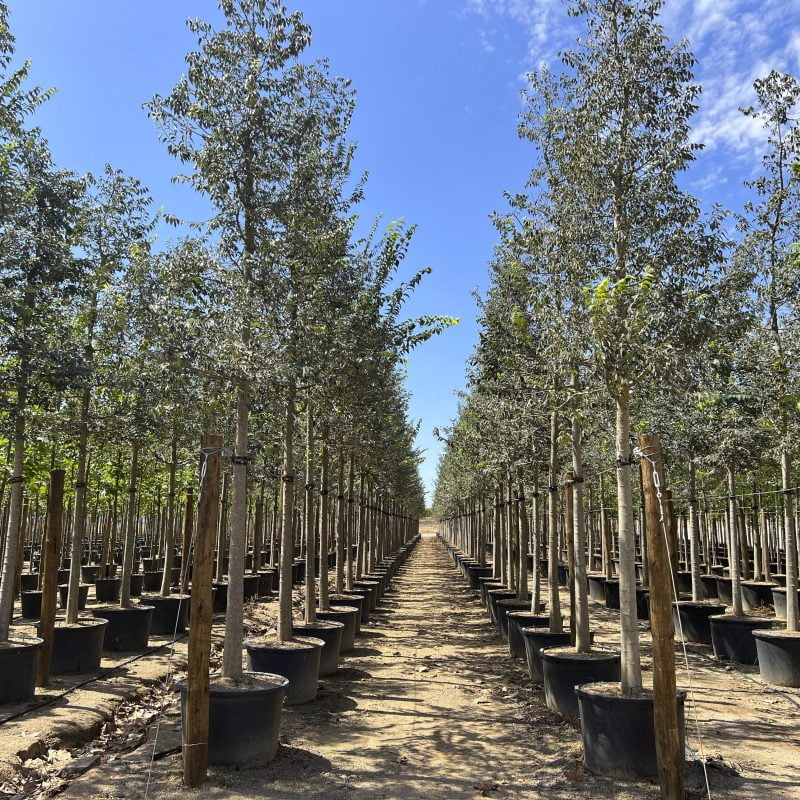 Buy Stem Trees Spain | ifplants