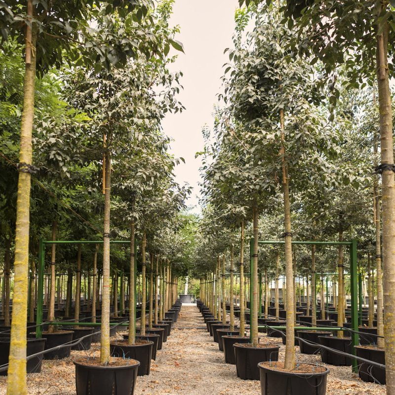 Buy Stem Trees Spain | ifplants