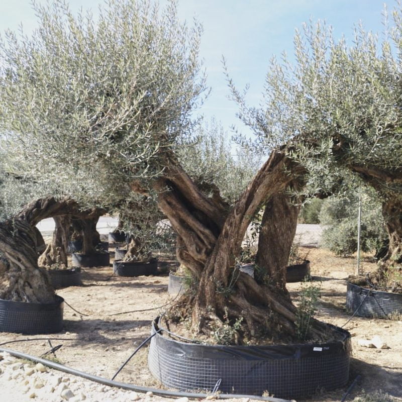 Purchase Millennial Olive Trees Spain | ifplants