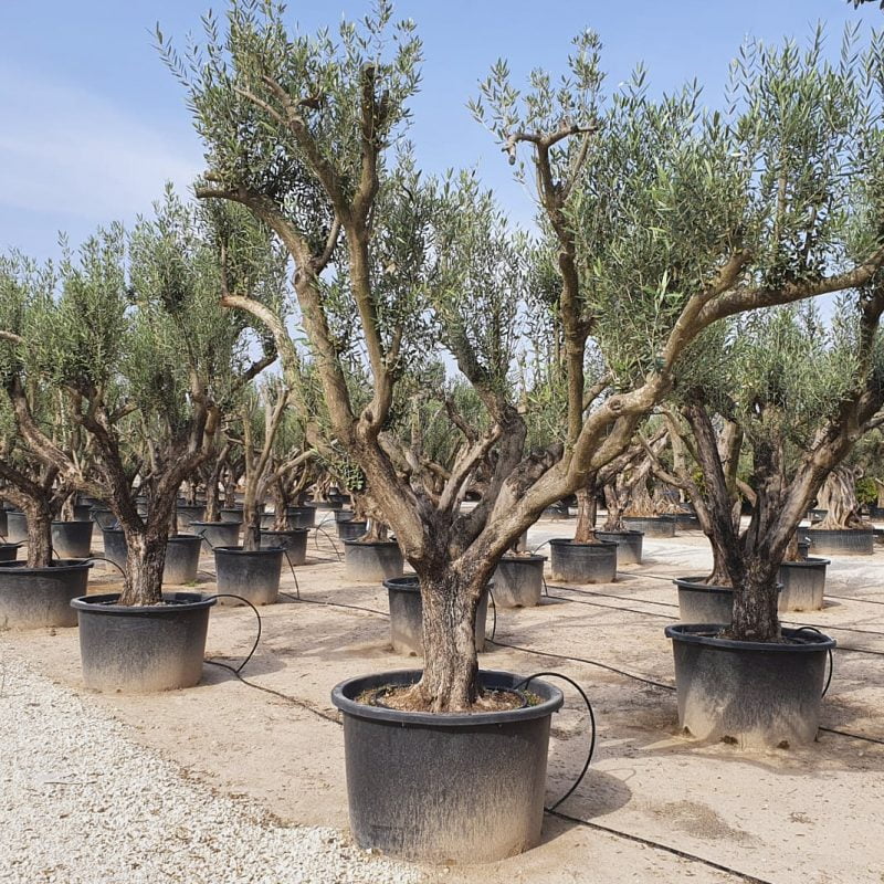 Buy Young Olive Trees Spain | ifplants