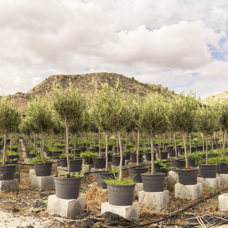 Buy Young Olive Trees Spain | ifplants