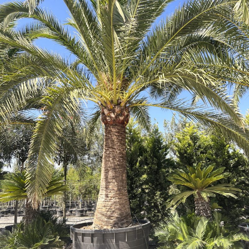 Purchase Palm trees Phoenix Spain - Wholesaler | ifplants