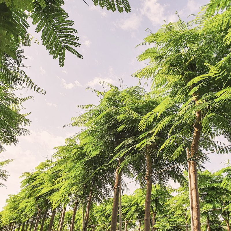 Purchase Trees Cepe Spain | ifplants