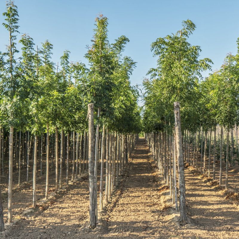 Purchase Trees Cepe Spain | ifplants