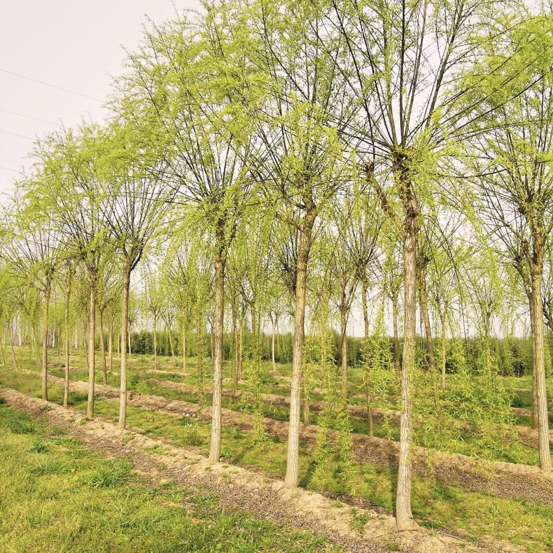 Purchase Trees Cepe Spain | ifplants