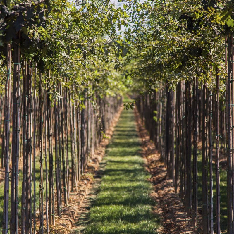 Purchase Trees Cepe Spain | ifplants