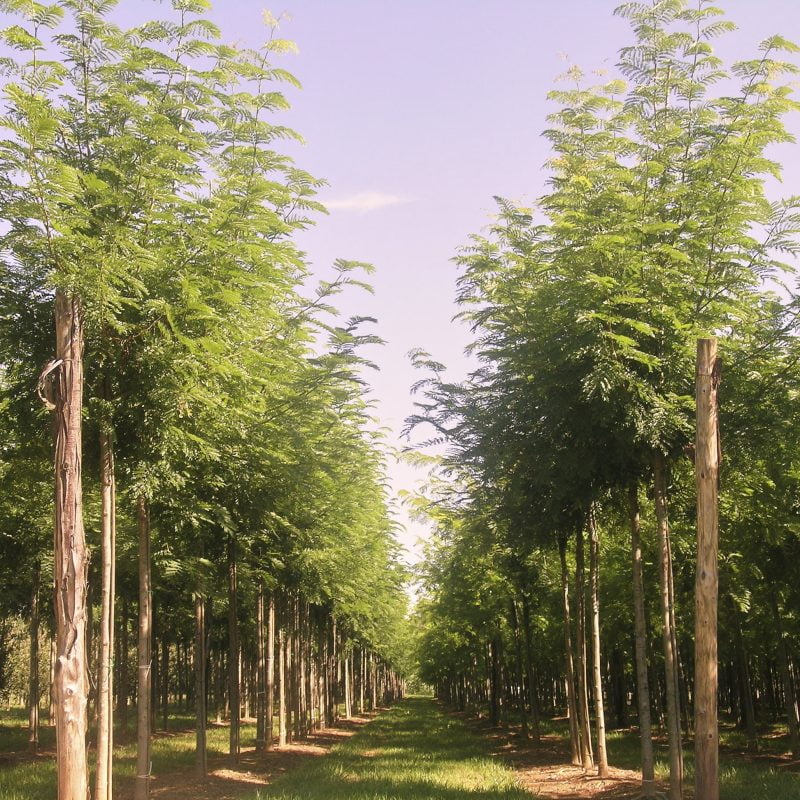 Purchase Trees Cepe Spain | ifplants