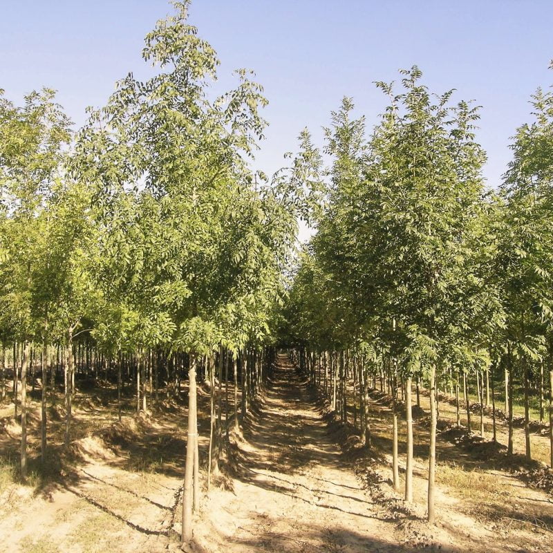 Purchase Trees Cepe Spain | ifplants